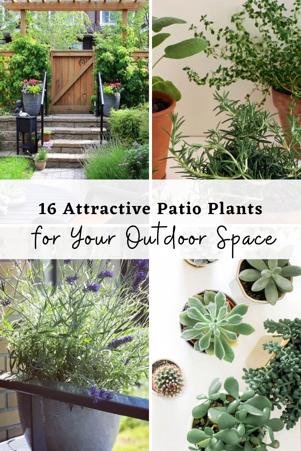 16 Attractive Patio Plants for Your Outdoor Space